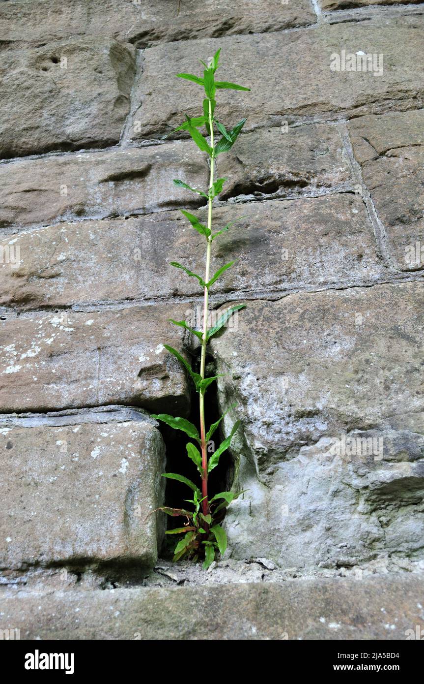 Plant sprouting out of a stone wall Stock Photo - Alamy