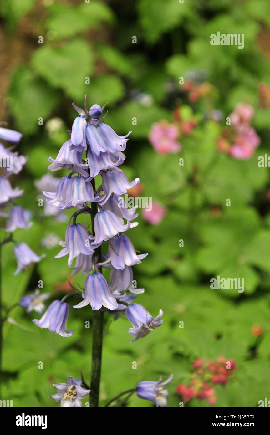Horizontal picture of blue bell flowers over a green, pink and red ...