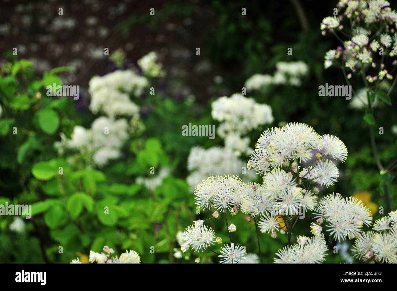 Horizontal close-up of white flowers over a green and black with hints ...