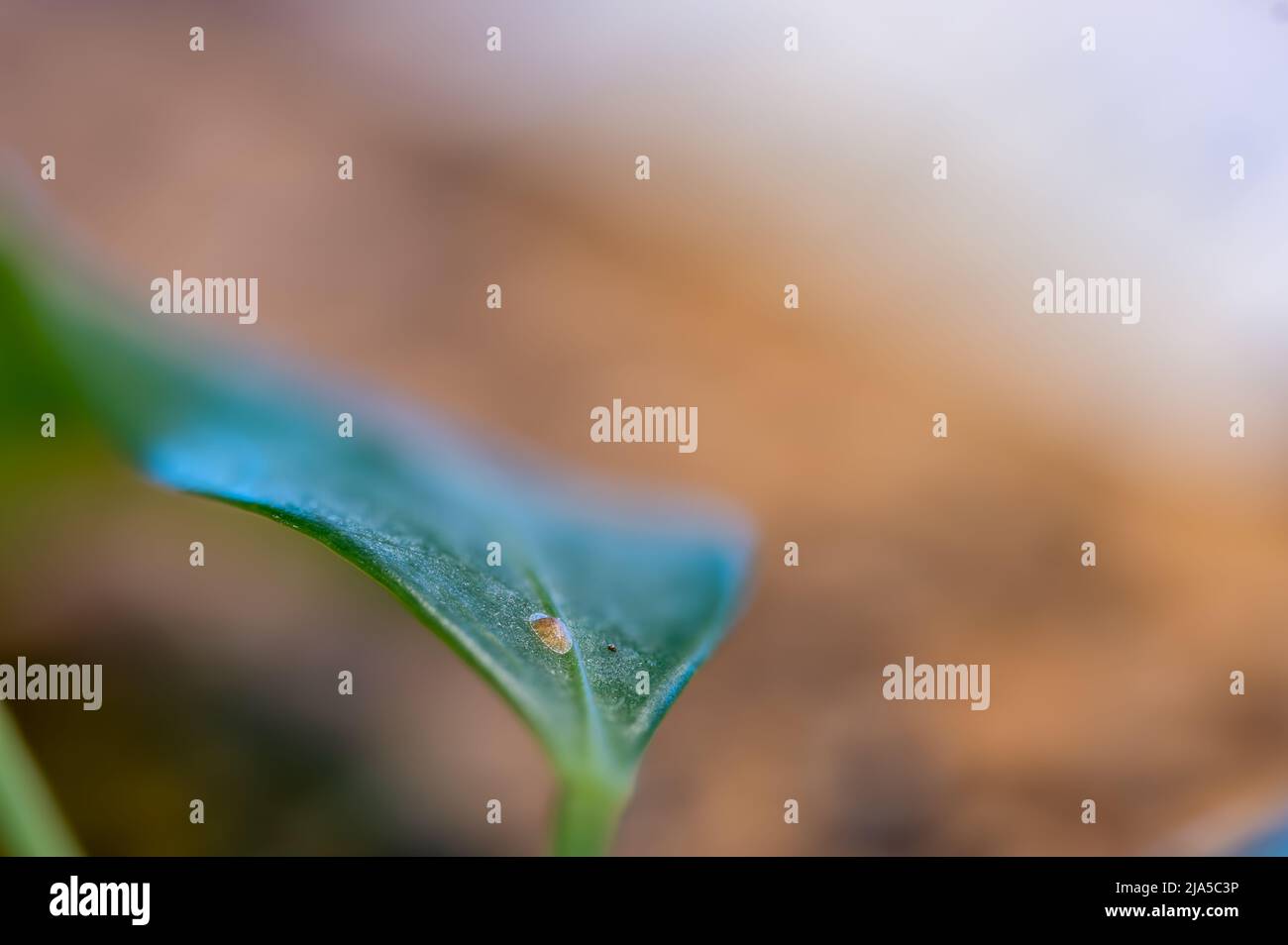 Focus on a single pest scale insect on an indoor houseplant leaf Stock ...
