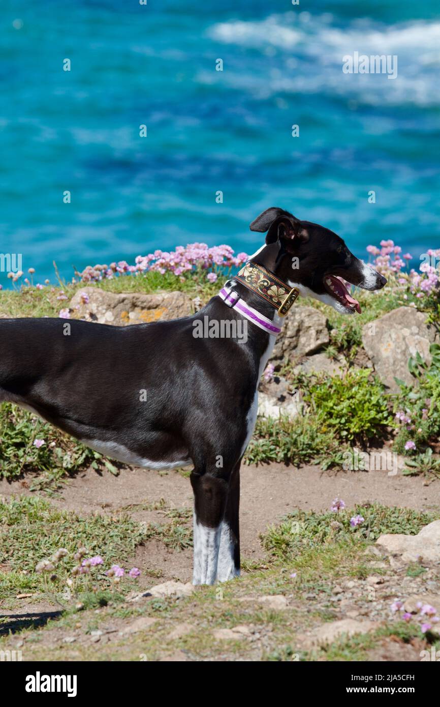 Greyhound with white socks hi-res stock photography and images - Alamy