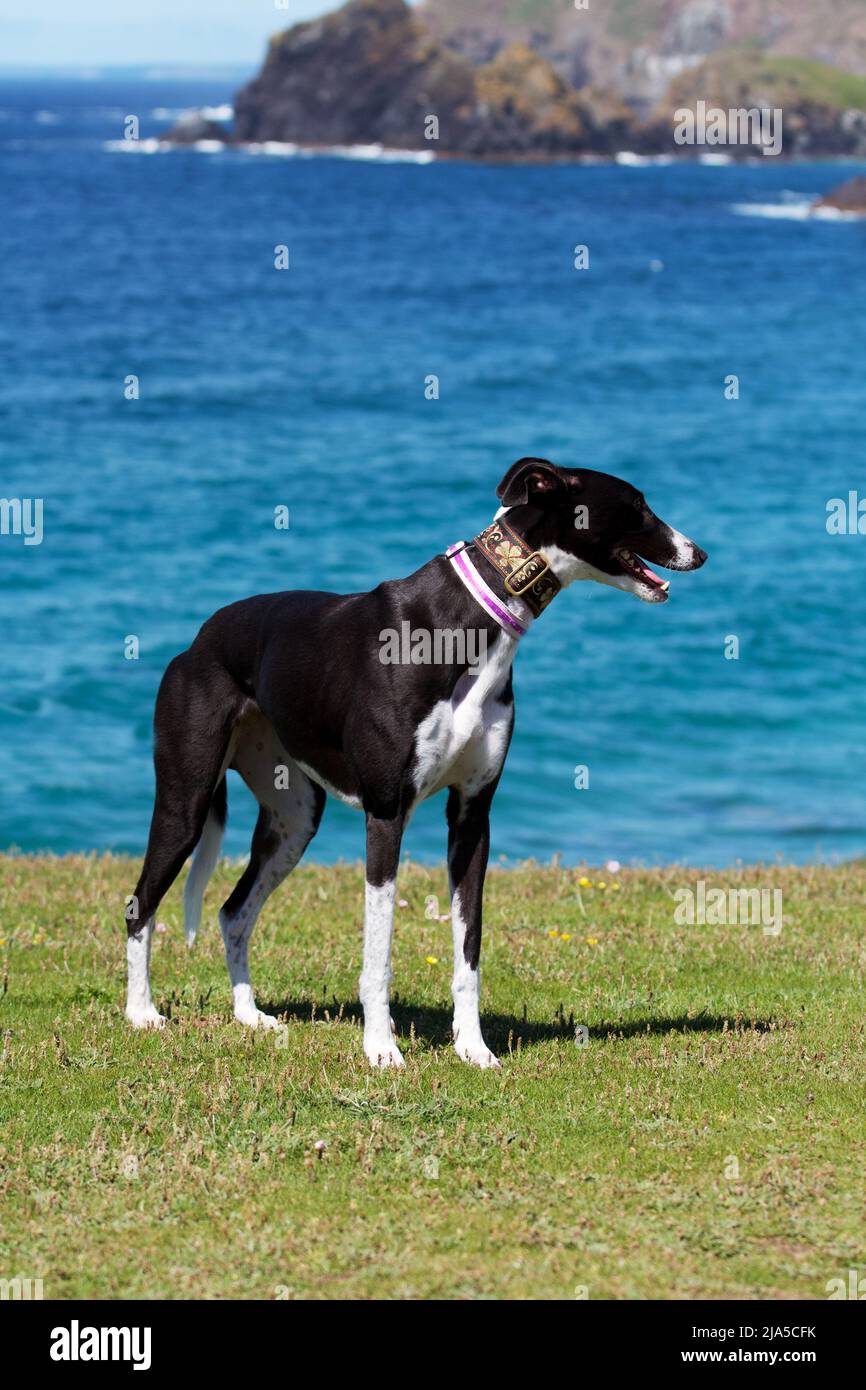 Greyhound in the sun hi-res stock photography and images - Alamy