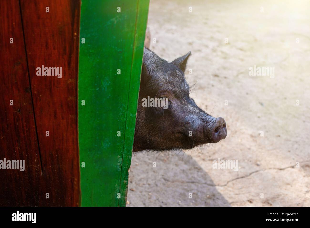 Little wood pigs hi-res stock photography and images - Alamy