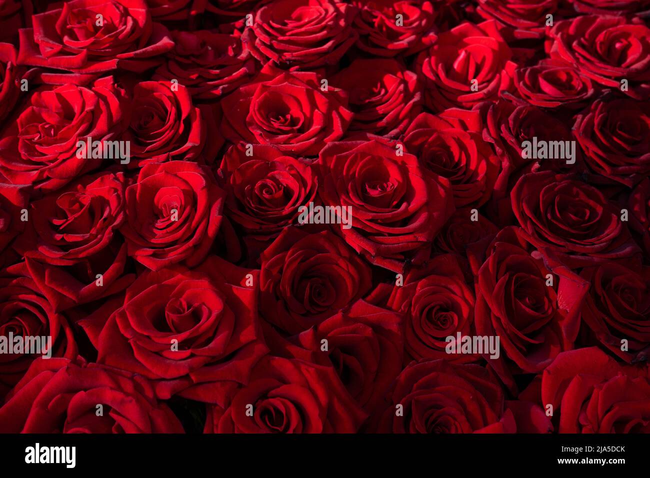Many blooming red roses with romantic lighting Stock Photo - Alamy
