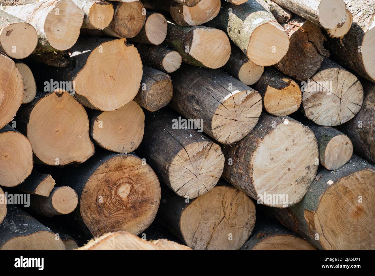 Pile of wood logs storage. Logging for firewood Stock Photo - Alamy