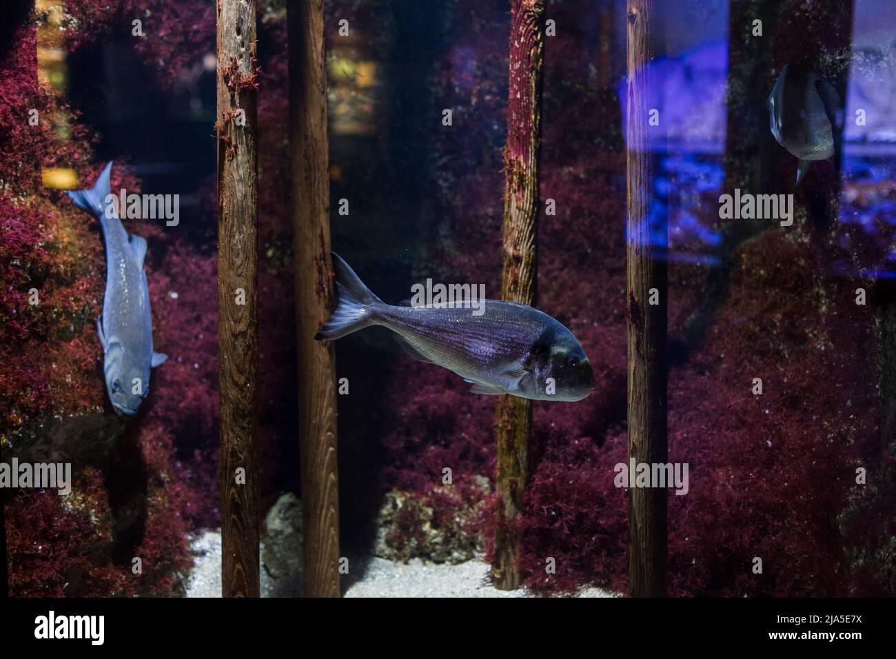 a fish in the aquarium of the oceanarium in milan italy Stock Photo - Alamy