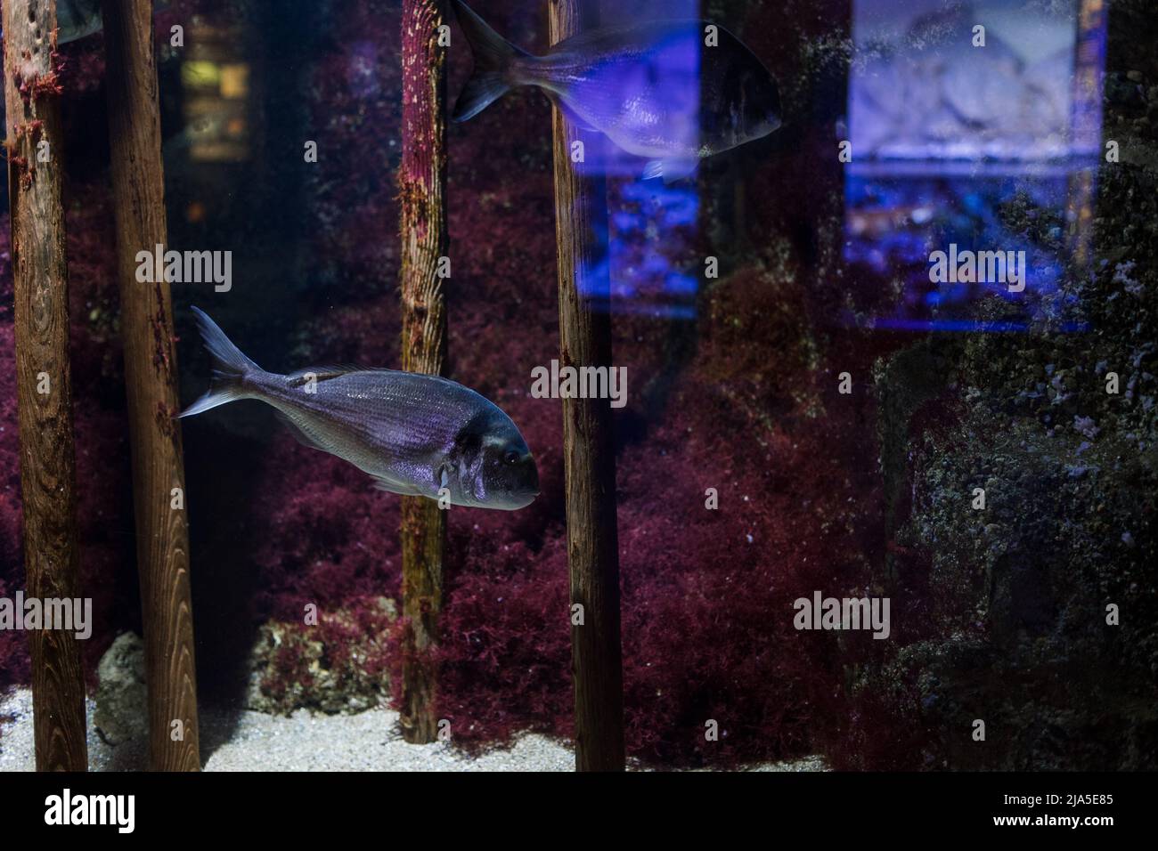 a fish in the aquarium of the oceanarium in milan italy Stock Photo - Alamy