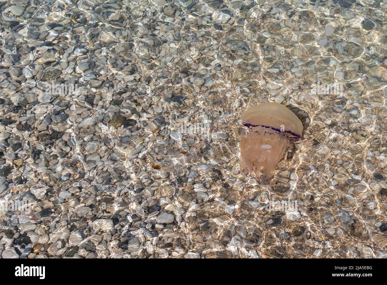 Jellyfish swimming underwater at sea on springtime Stock Photo - Alamy