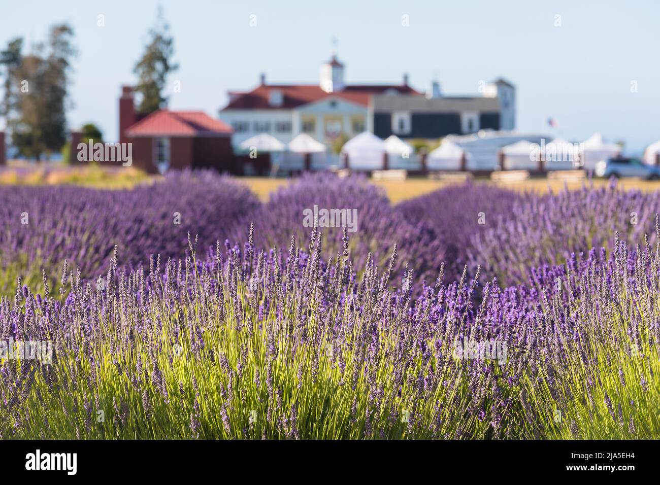 Lavender field building hi-res stock photography and images - Alamy