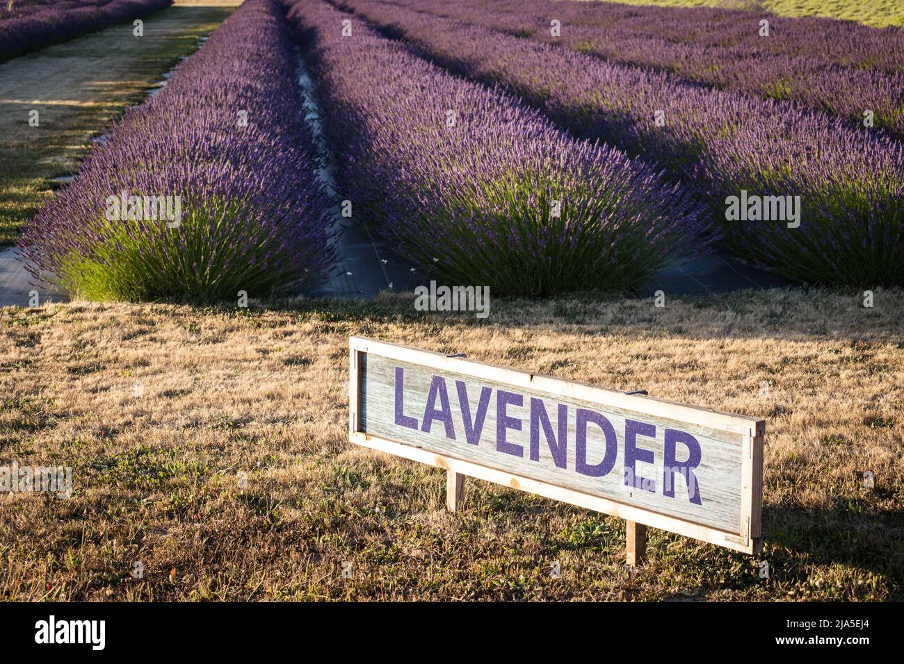 Purple Lavender Field with Lavender Sign in Sequim, WA Stock Photo - Alamy