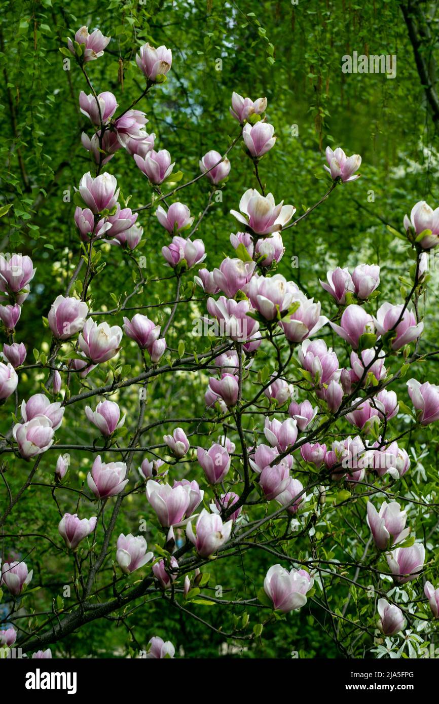 Magnolia pink flowers in early spring Stock Photo - Alamy