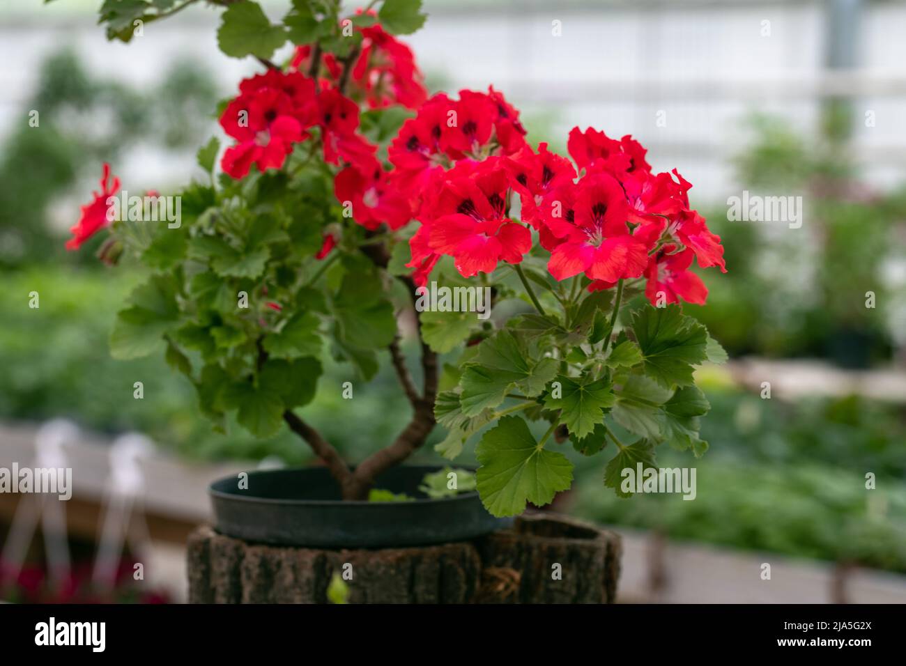 Beautiful display garden hi-res stock photography and images - Alamy