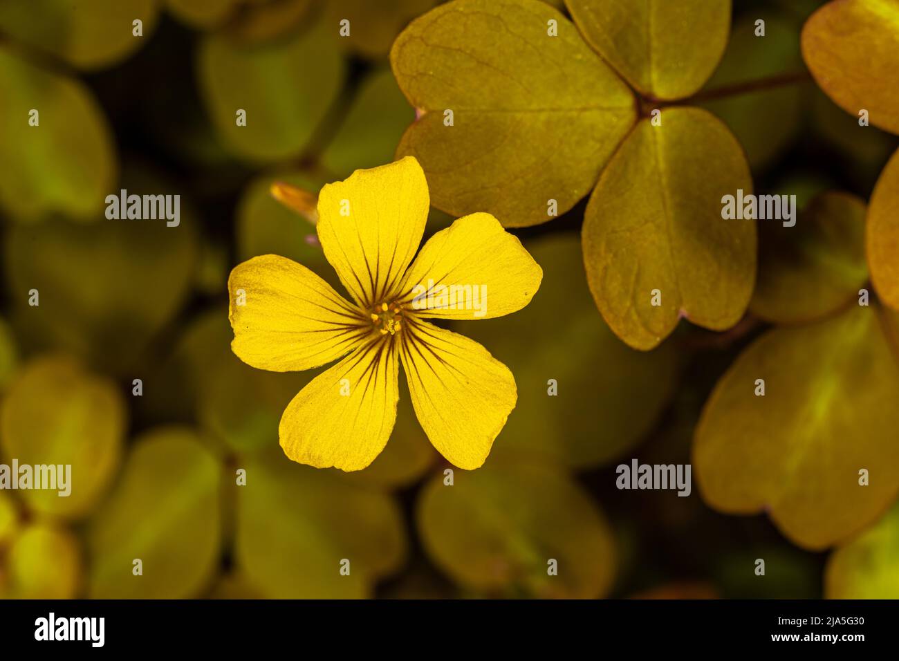 Flower of Molten Lava (Oxalis vulcanicola Stock Photo - Alamy