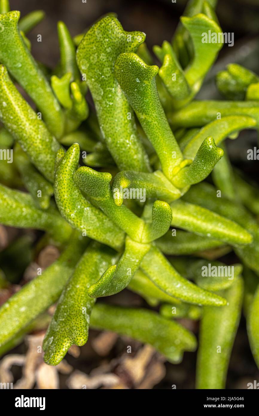 Leaves of Rhombophyllum nelii Plant Stock Photo - Alamy