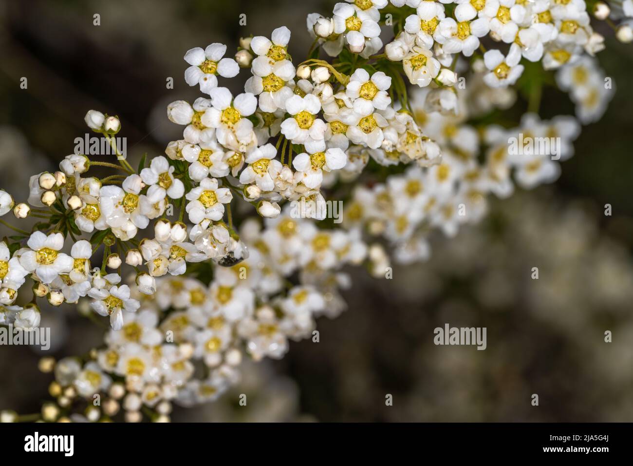 Flowers of Bridal Wreath Spirea (Spiraea prunifolia Stock Photo - Alamy