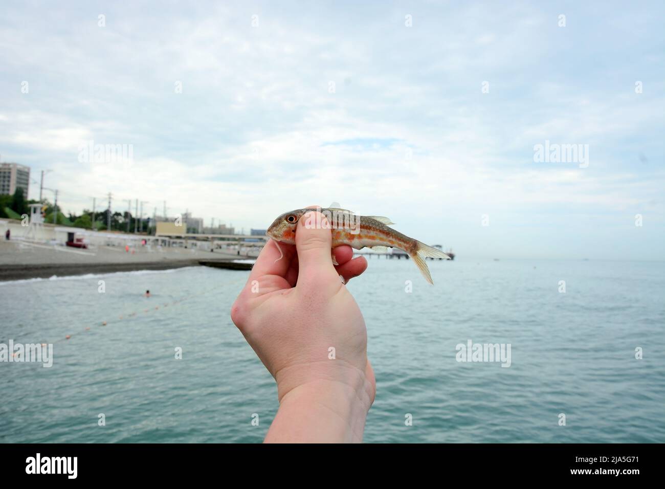 Barabulka fish- the tasty symbol of a Black sea Stock Photo - Alamy