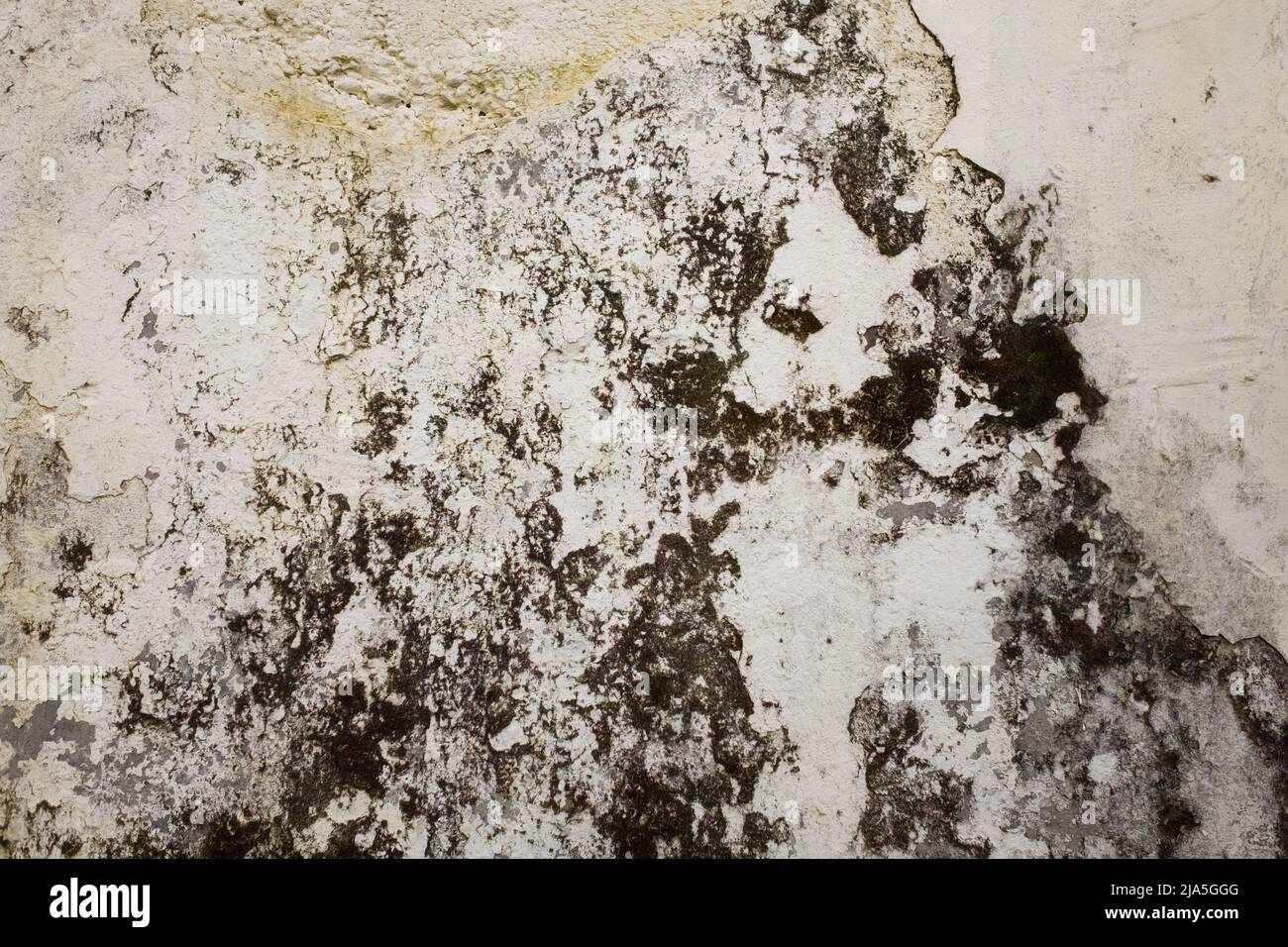 Wall with black mold. dangerous fungus that is not safe for health ...