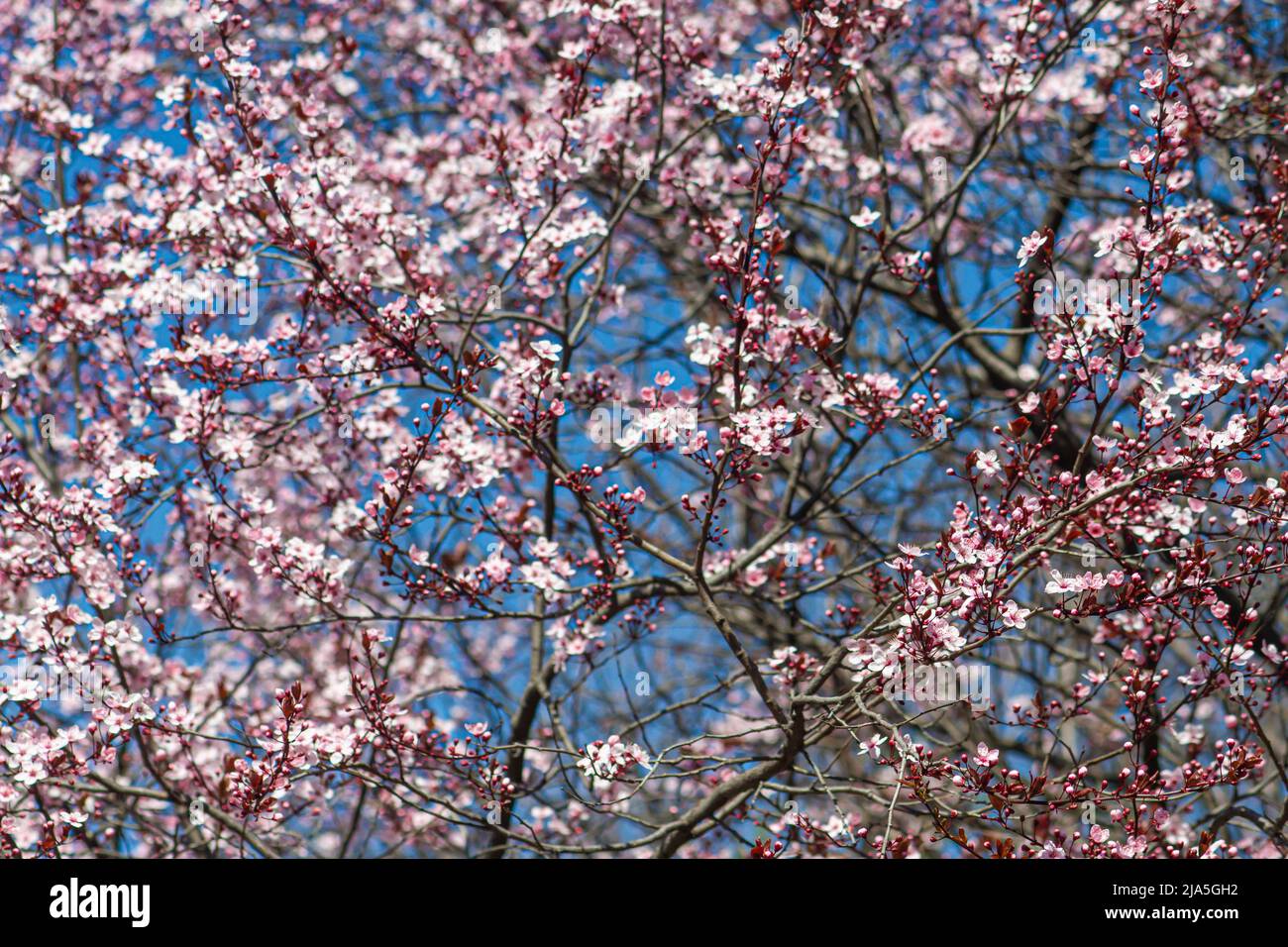 Flora in nature hi-res stock photography and images - Alamy