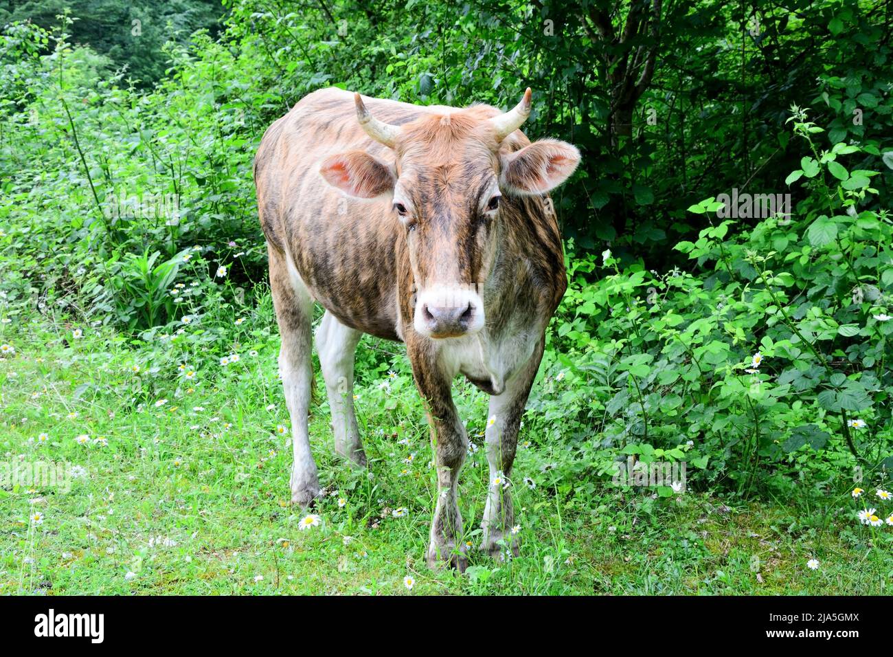 Single cow at the Abkhazian mountains Stock Photo - Alamy