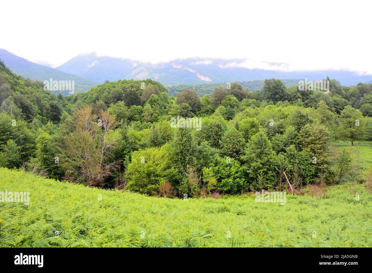 Alpine meadows, foggy mountains at Abkhazia (Kodori Gorge Stock Photo ...