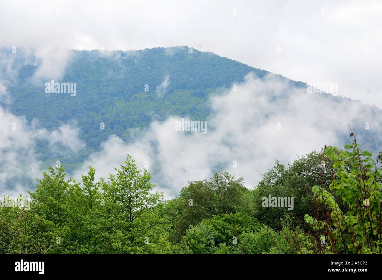 Alpine meadows, foggy mountains at Abkhazia (Kodori Gorge Stock Photo ...