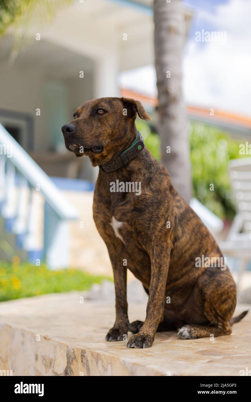 Dog guarding bed hi-res stock photography and images - Alamy