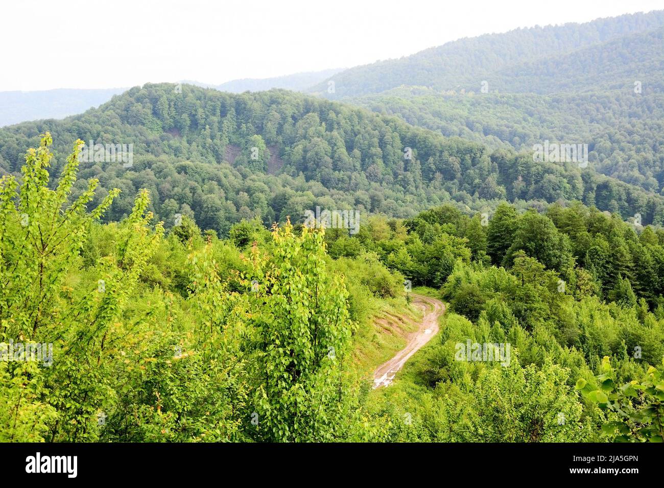 Alpine meadows, foggy mountains at Abkhazia (Kodori Gorge Stock Photo ...
