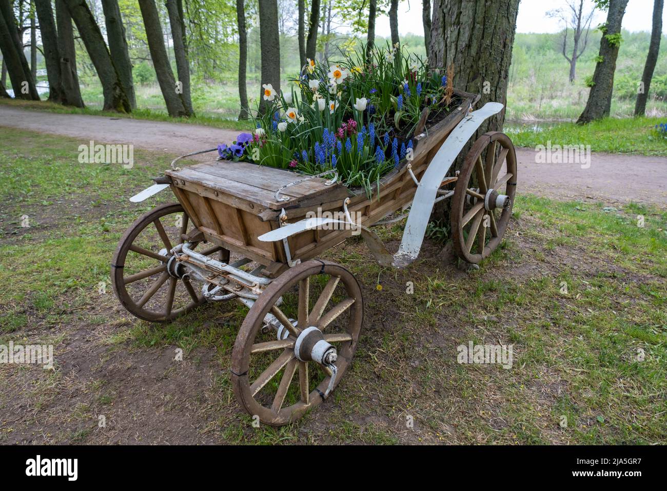 Old carriage or cart. Summer day. Traditional rural horse-drawn ...