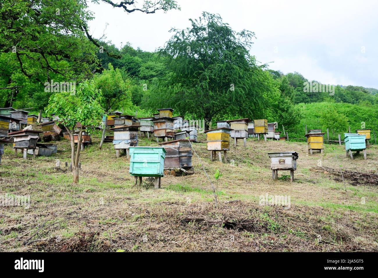 Old wooden bee hive with honey at the Abkhazian farm, Kodori gorge ...