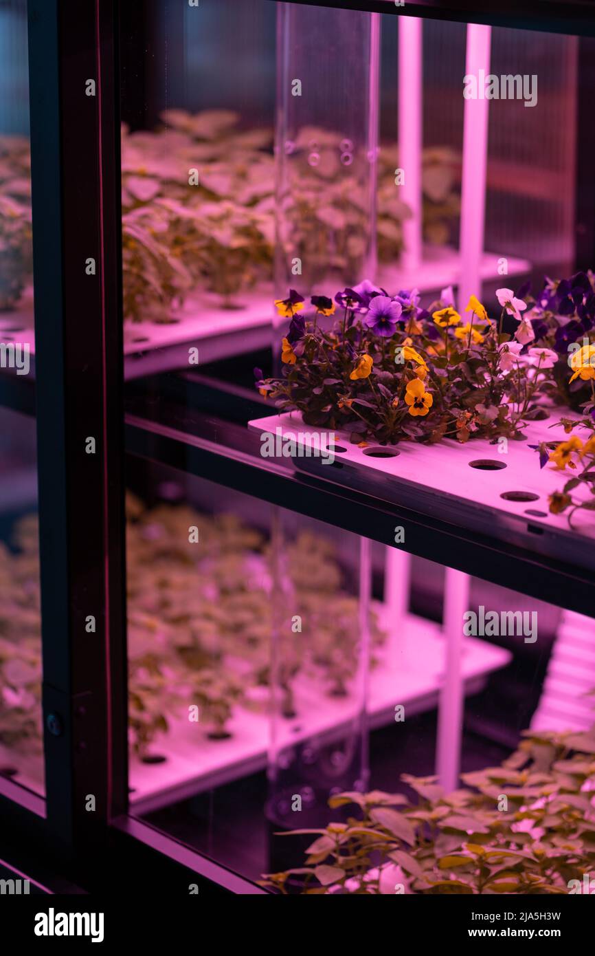 Vegetable green salad growing in hydroponic system. Plant cultivated in ...