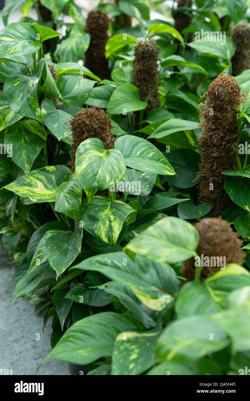 Epipremnum in plant nursery or flower shop to grow in a flower pot ...