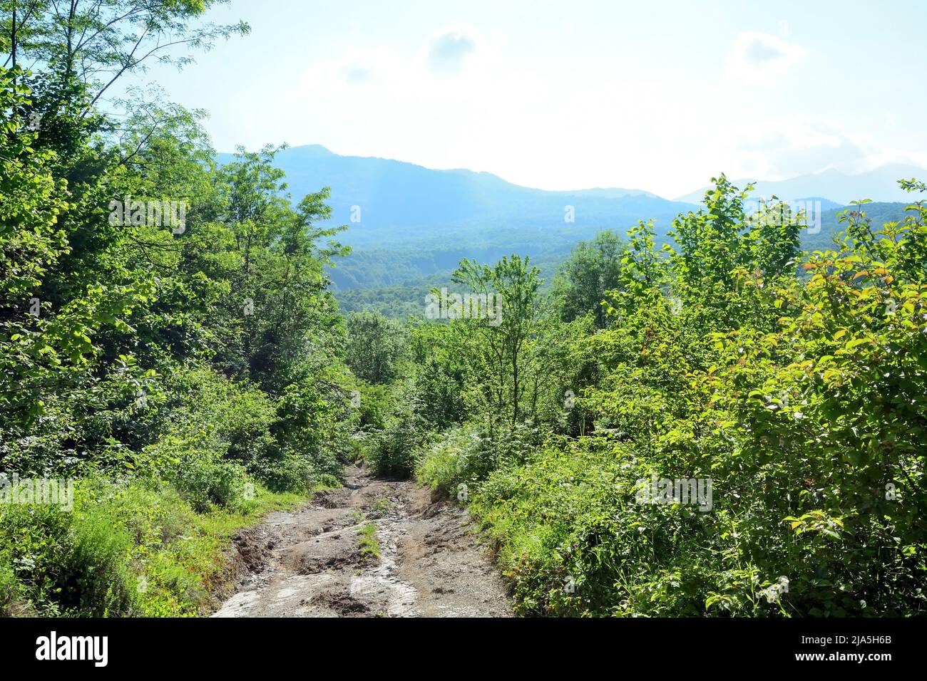 Mountain road with trees at Abkhazia (Kodori Gorge Stock Photo - Alamy