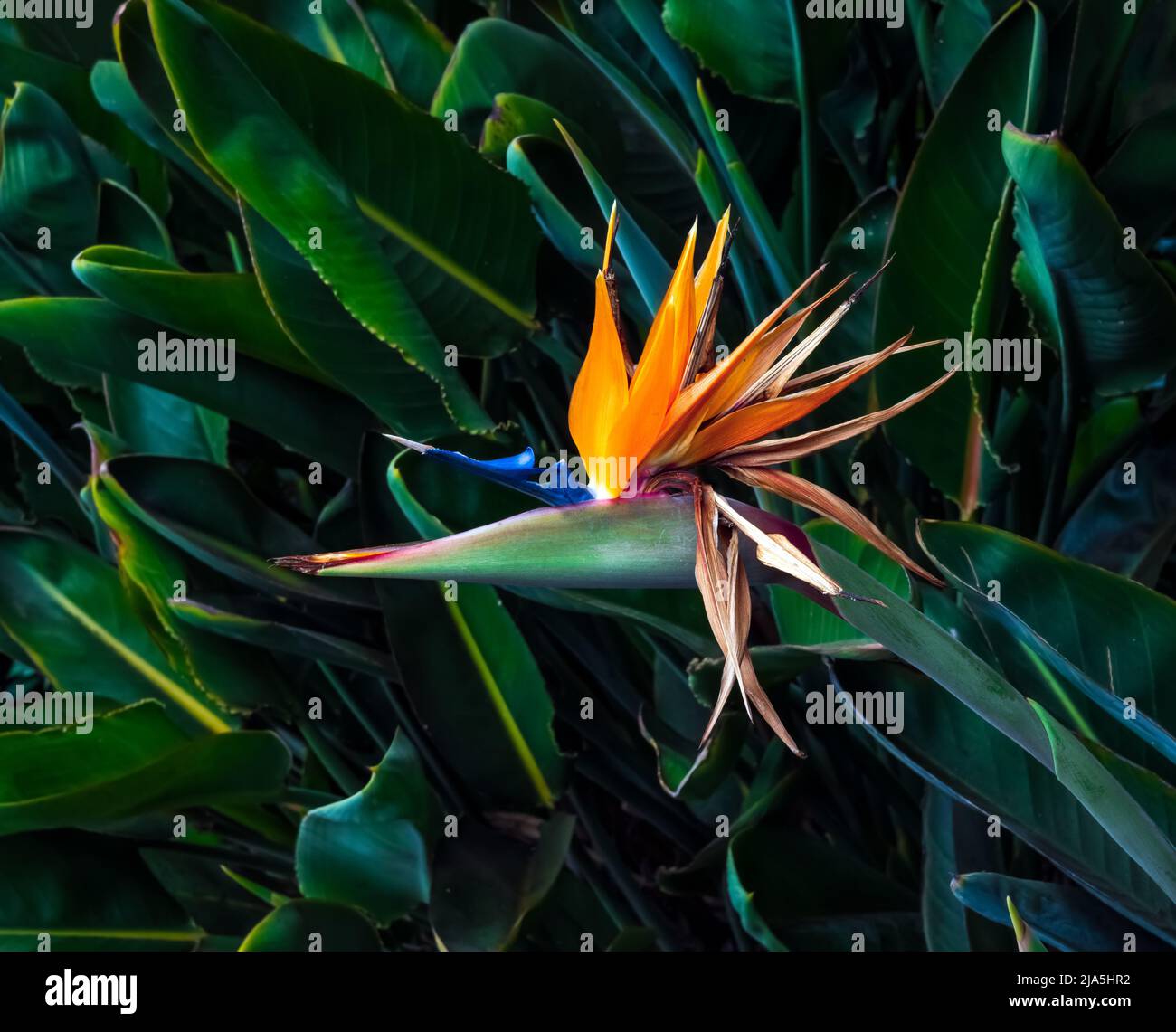 beautiful aging bird of paradise flower closeup with blurred green leaf ...