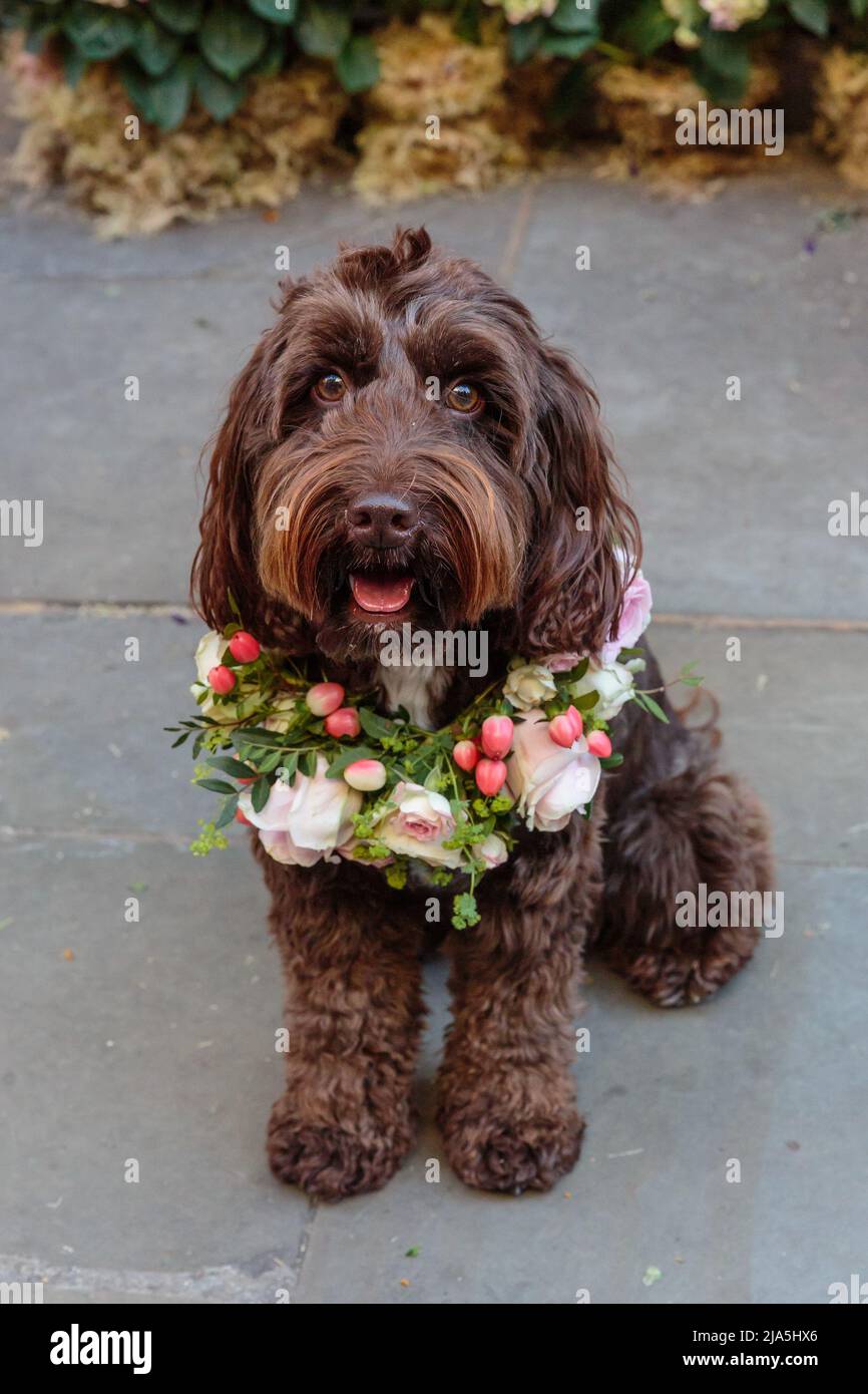 Chelsea, London, UK, 27th May 2022.Ruby the Cockapoo, wearing a Flower ...