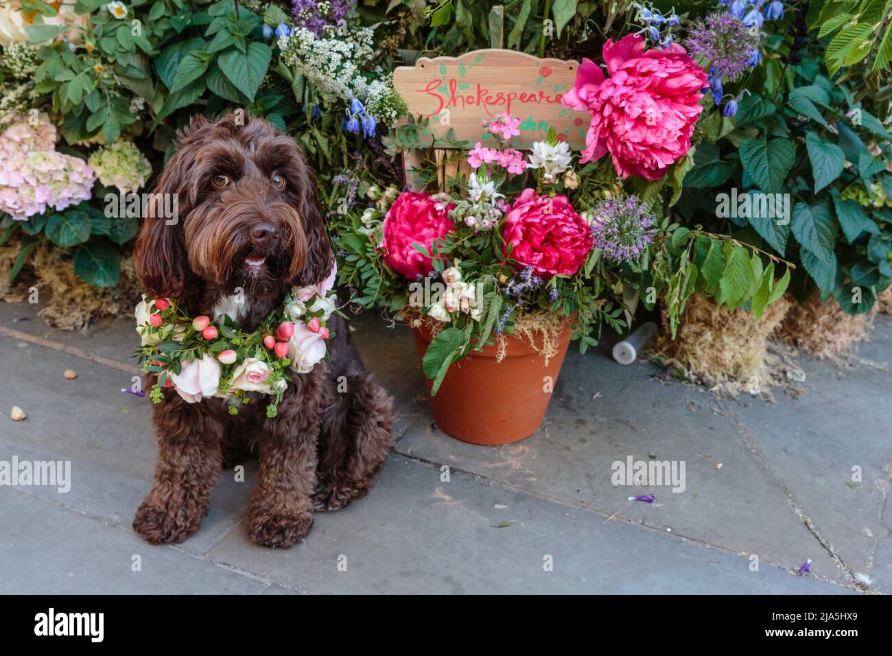 Chelsea, London, UK, 27th May 2022.Ruby the Cockapoo, wearing a Flower ...