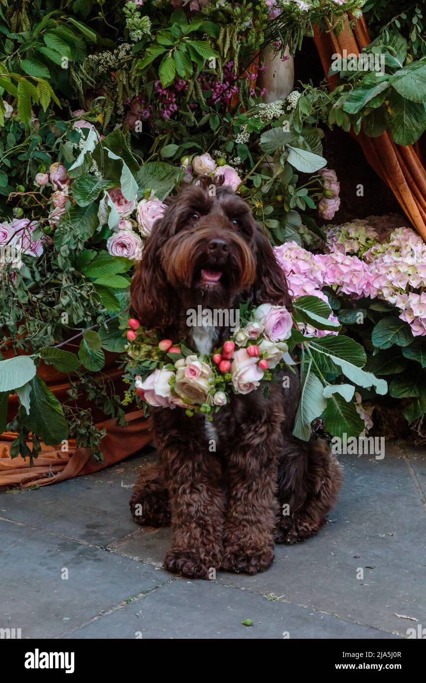Chelsea, London, UK, 27th May 2022.Ruby the Cockapoo, wearing a Flower ...