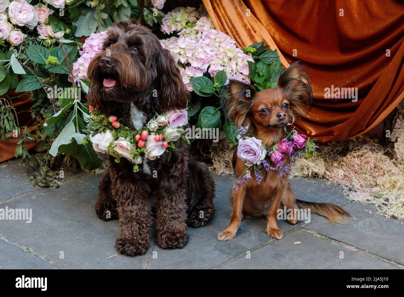 Chelsea, London, UK, 27th May 2022.Minnie, the Toy Russian, and Ruby ...
