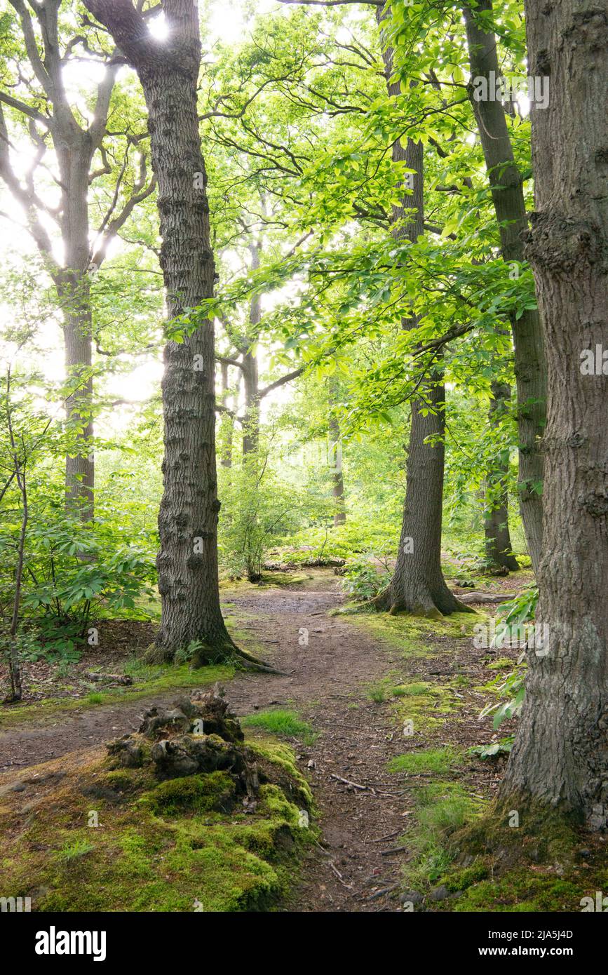 Pathway through nature reserve hi-res stock photography and images - Alamy