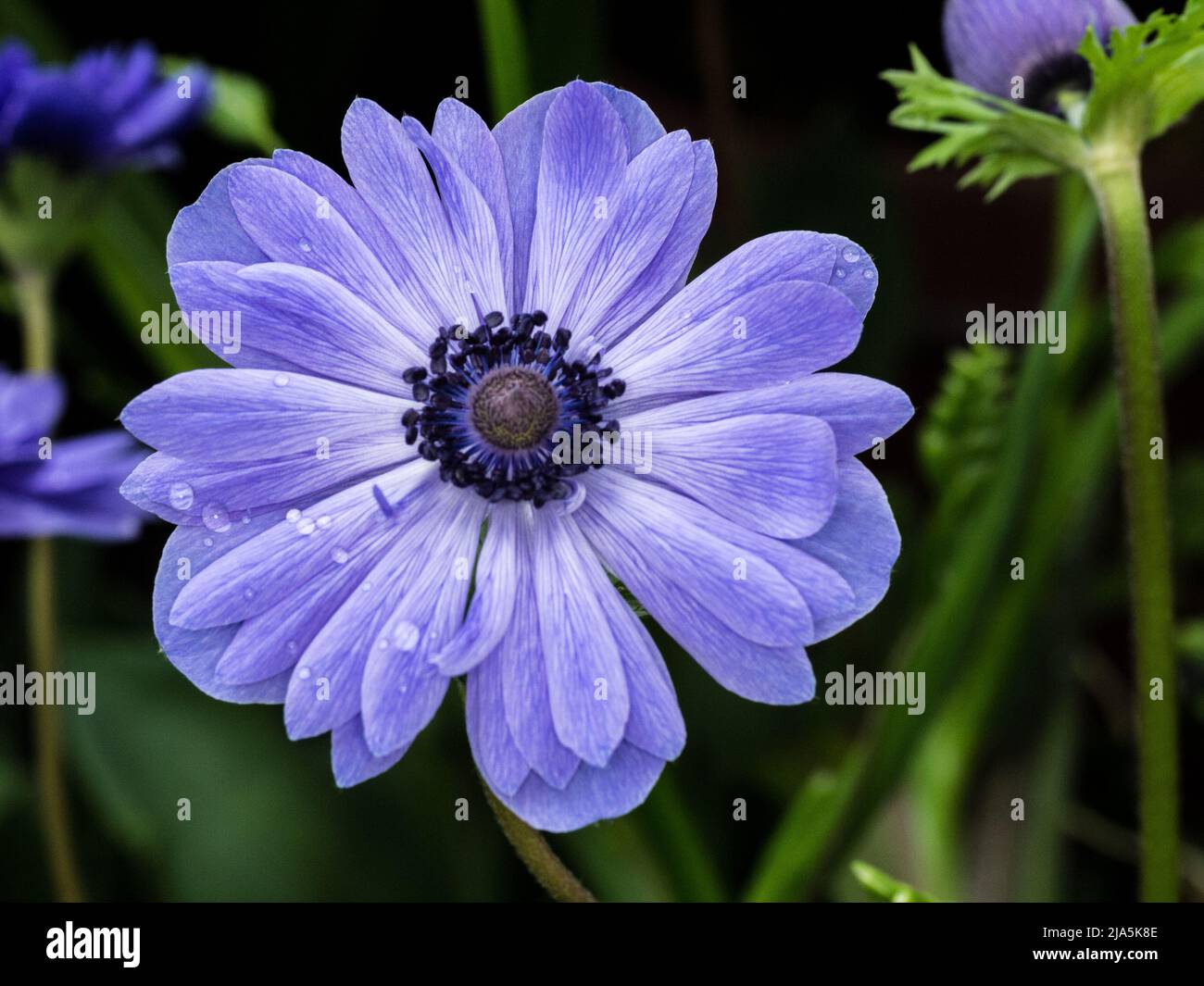 Blue Anemone Blossom Stock Photo - Alamy