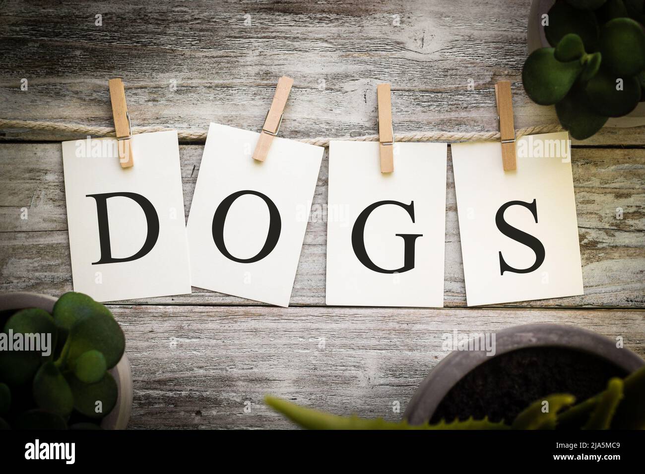 A set of printed cards spelling the word DOGS on an aged wooden ...