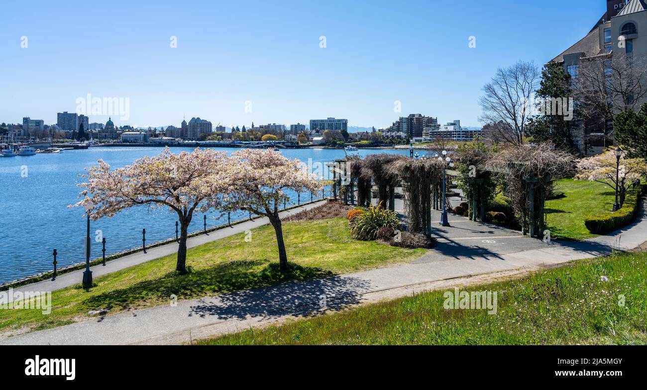 Songhees Point Park Walkway. Full bloom cherry blossom during ...