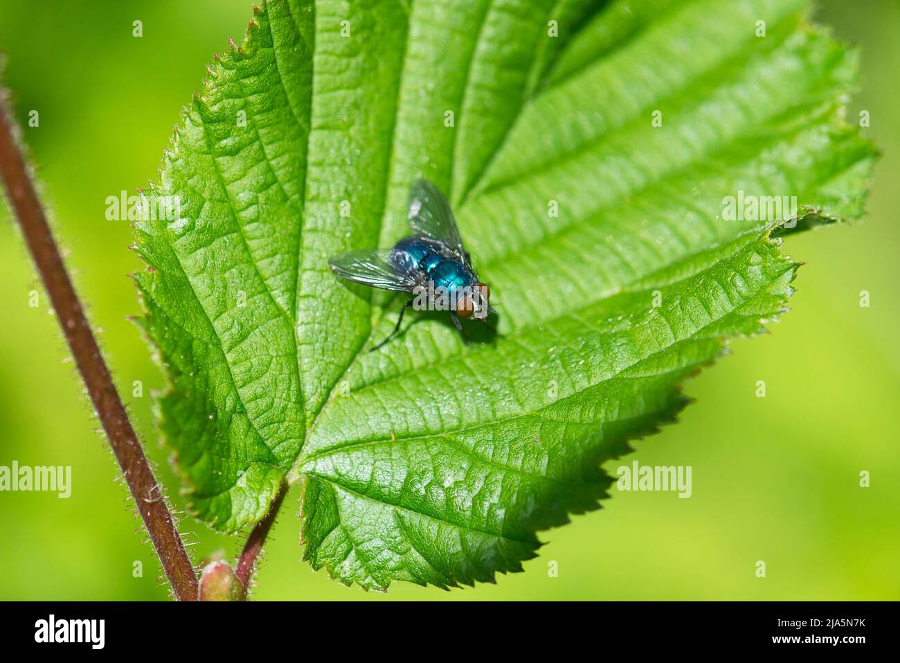 Greenbottle fly (Lucilia caesar Stock Photo - Alamy