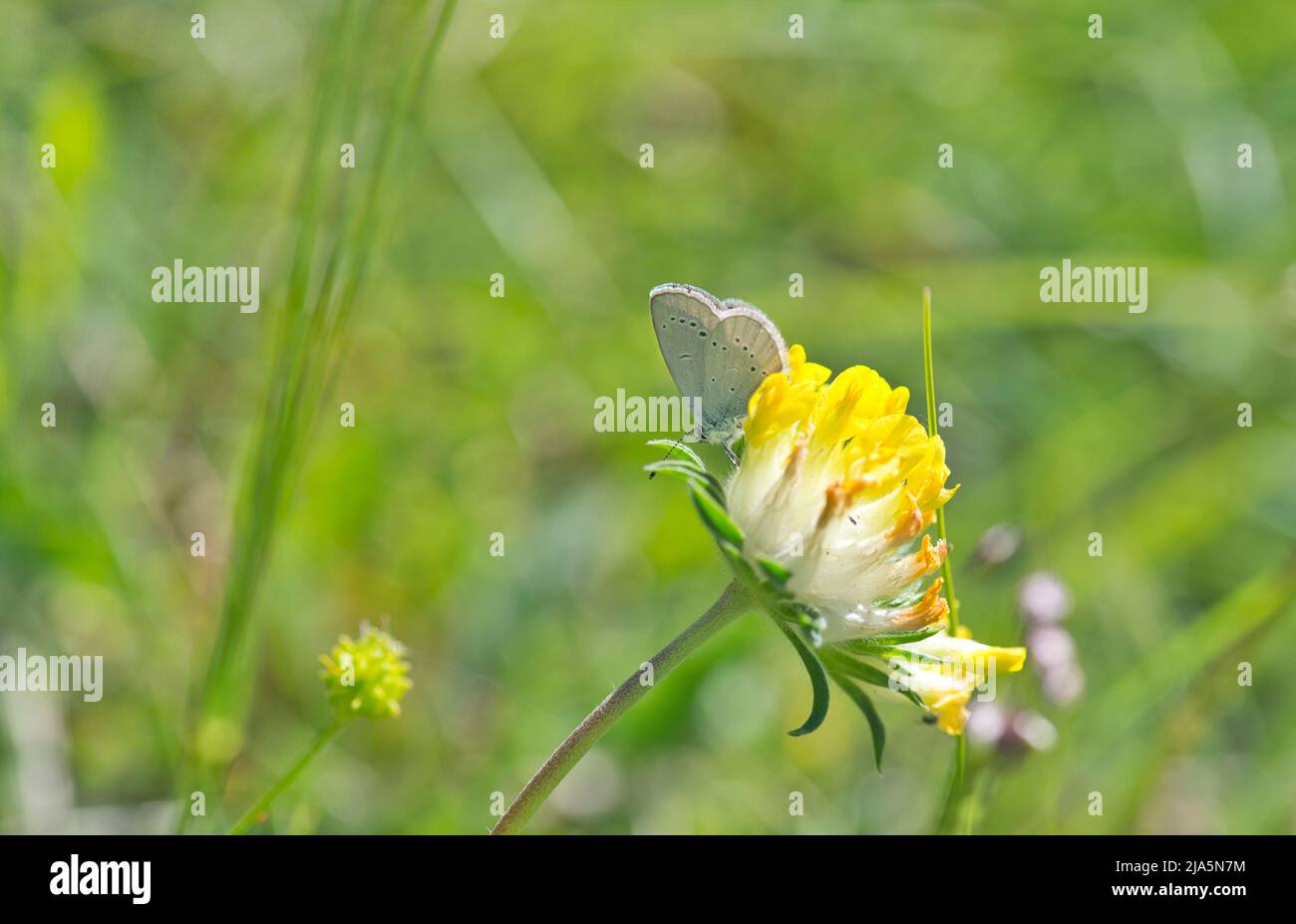 Noar hill butterfly hi-res stock photography and images - Alamy