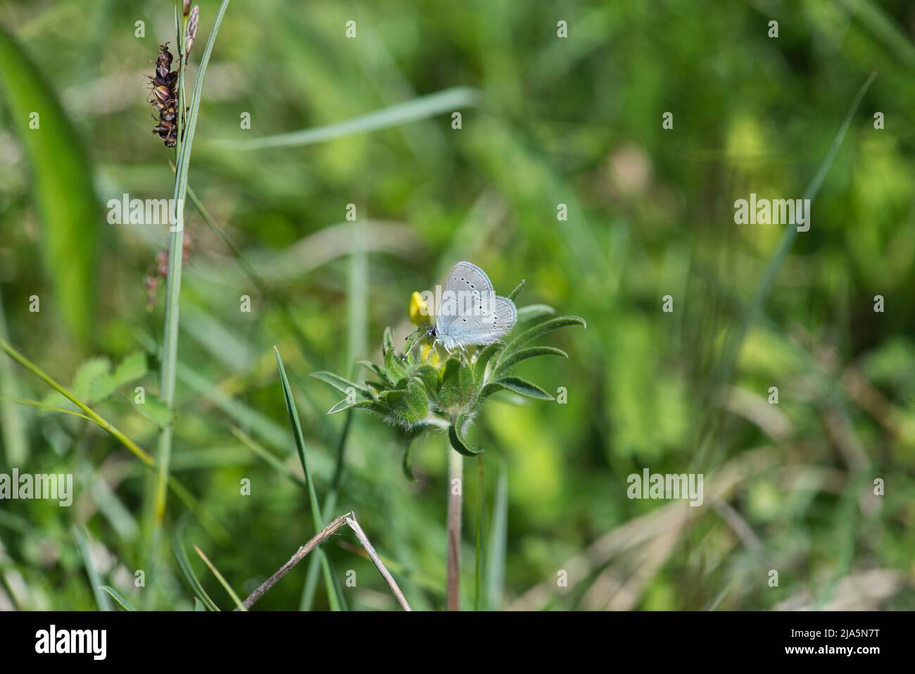 Small blue (Cupido minimus) butterfly, underside Stock Photo - Alamy
