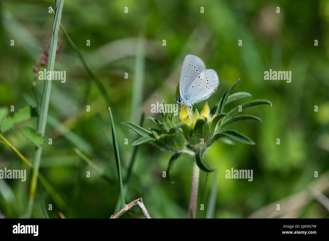 Small blue (Cupido minimus) butterfly, underside Stock Photo - Alamy