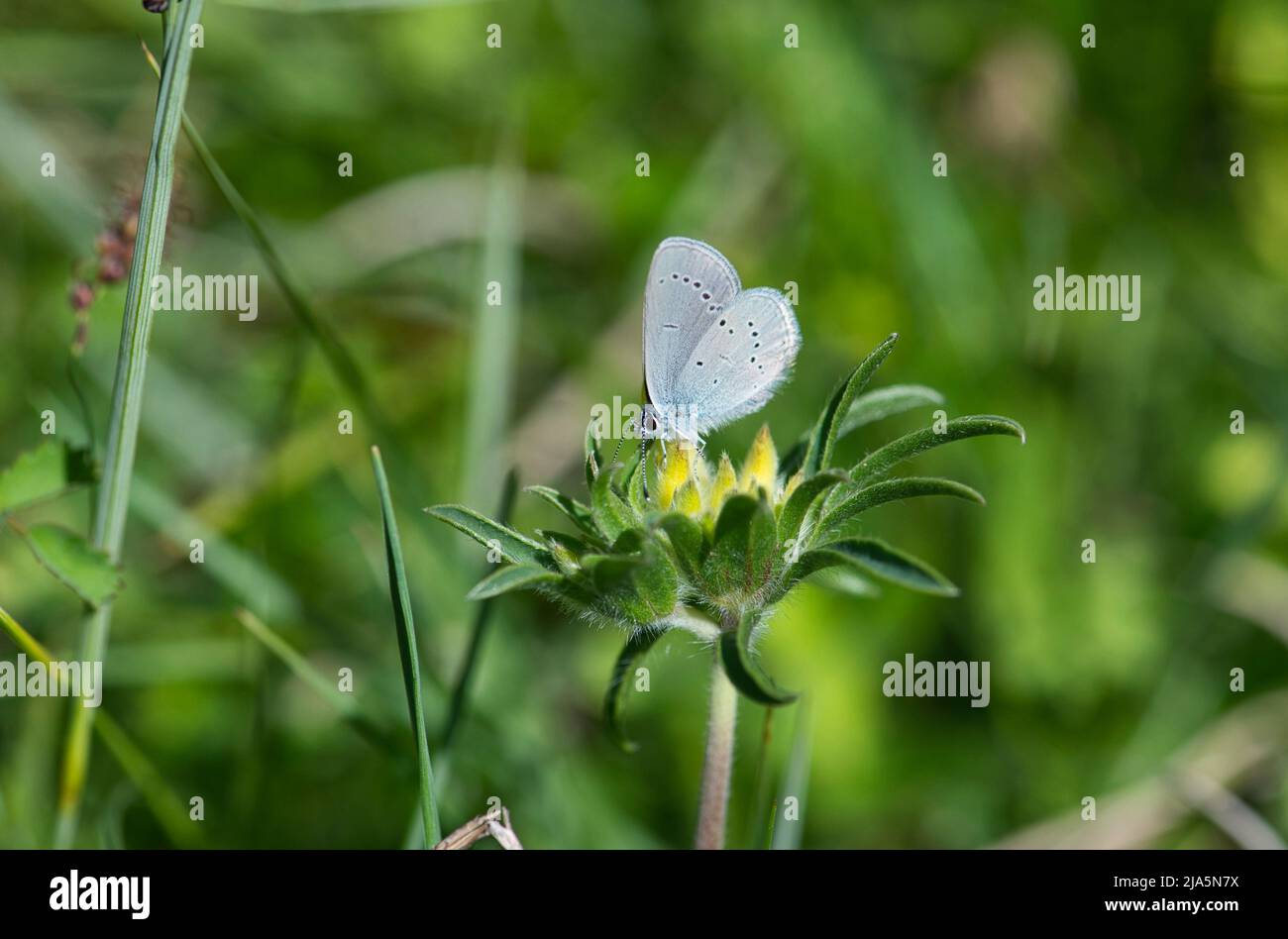 Small blue (Cupido minimus) butterfly, underside Stock Photo - Alamy