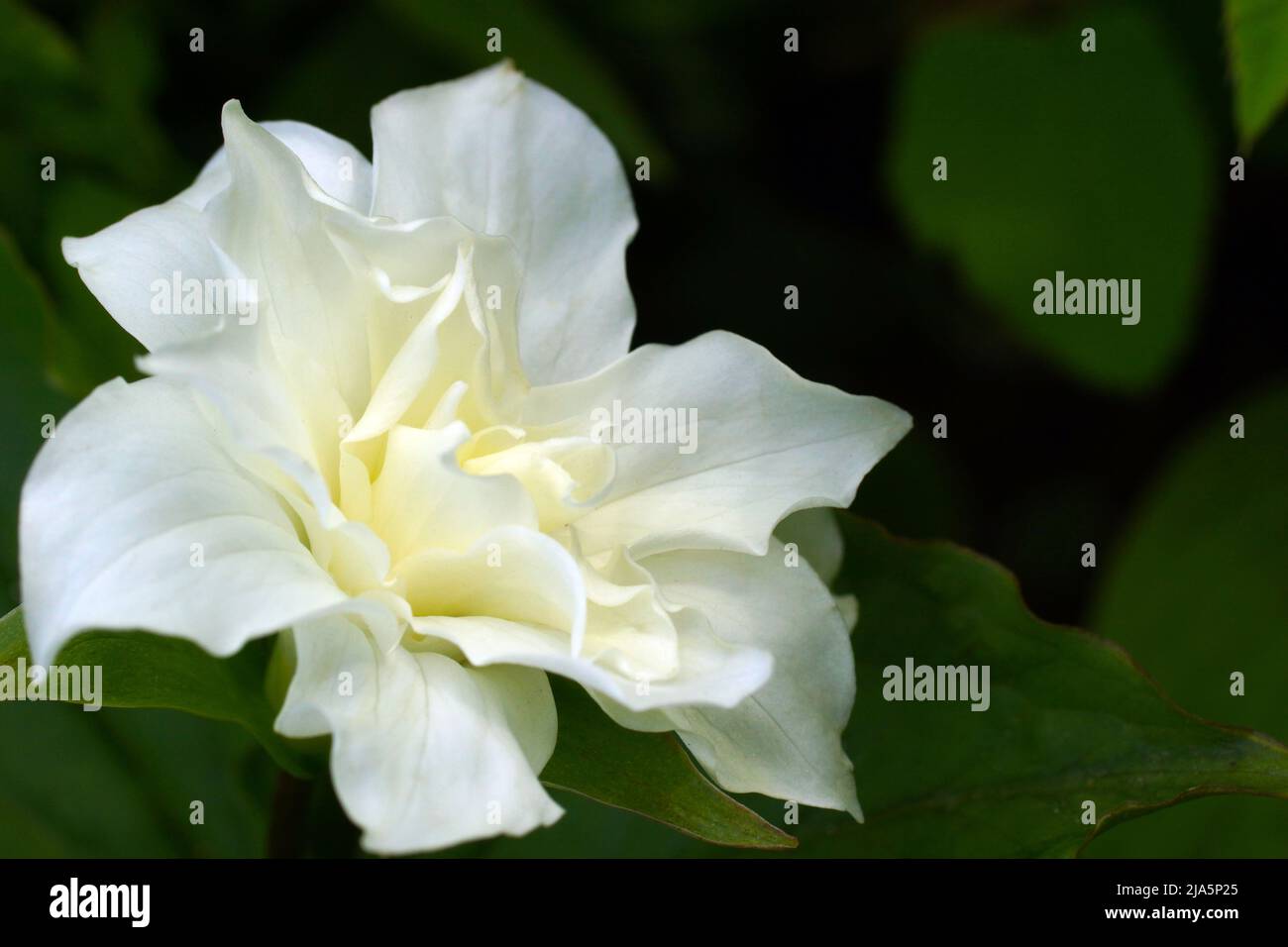 Trillium grandiflorum Flore Pleno. Double white flower Stock Photo - Alamy