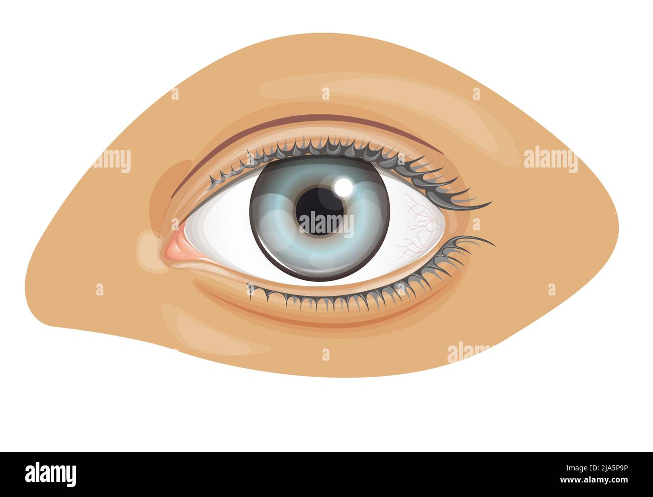 Human Eye - Stock Illustration as EPS 10 File Stock Vector Image & Art ...