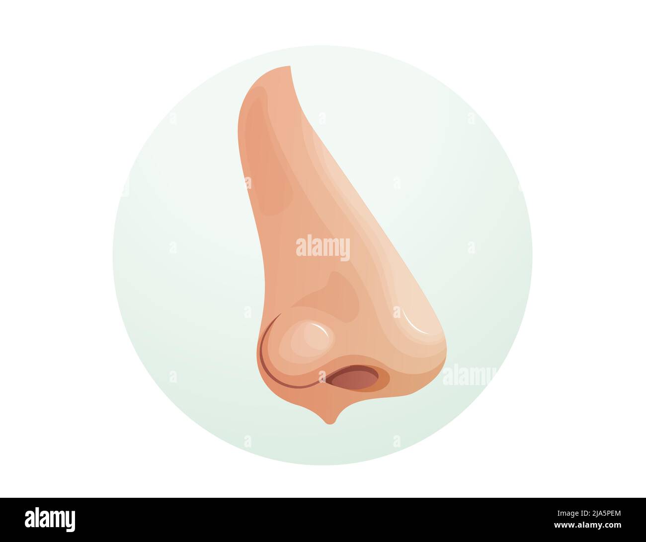 Human Nose Parts - Stock Illustration as EPS 10 File Stock Vector Image ...