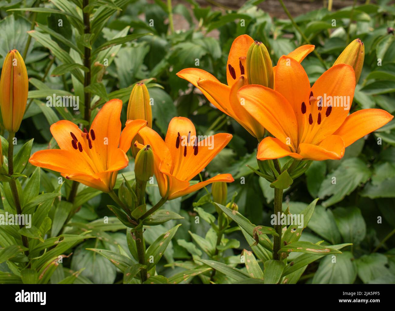 Lys orange hi-res stock photography and images - Alamy